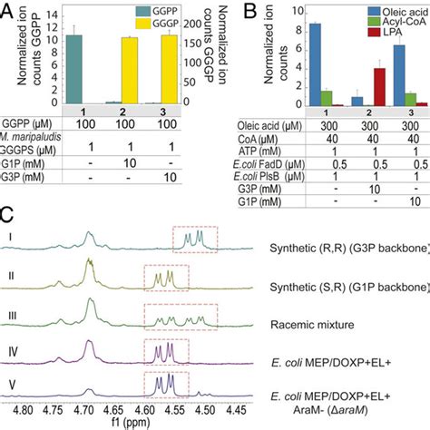 Stereochemistry Of The Ether Lipid Biosynthesis In E Coli And