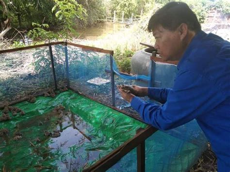 ការចិញ្ចឹមត្រីអណ្ដែង កង្កែប នៅក្រុងវិហារ និងស្រុកត្បែងមានជ័យ មានការរីកចម្រើន នគរដ្រេហ្គន