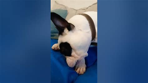 თქვენი აზრით ბობი შავად ხეფავს Youtube