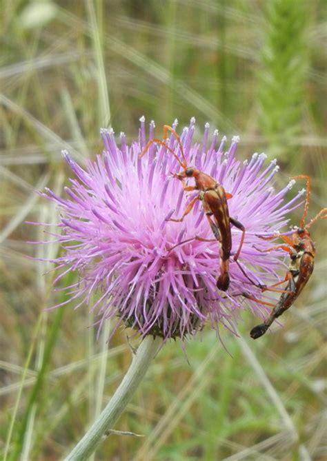 Texas Thistle Native American Seed