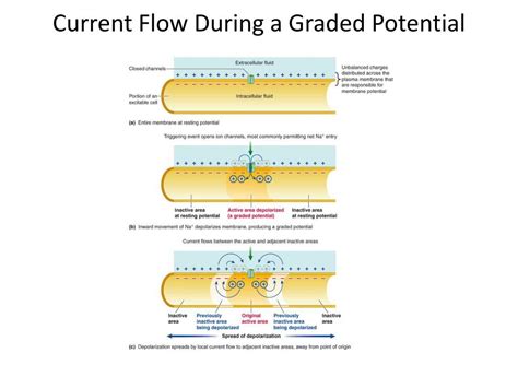 How Do Graded Potentials Work