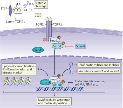 Overview Of Canonical Tgf‑βsmad Signalling In Tissue Fibrosis Once