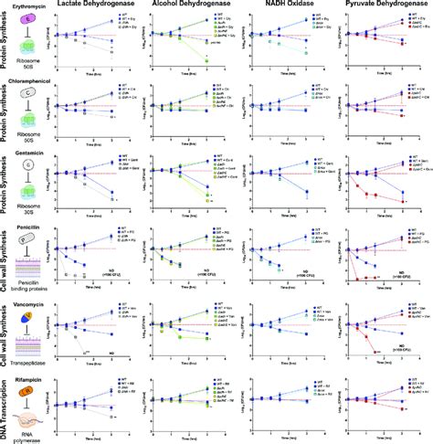 Disruption Of Nad Regeneration Genes Influences Antibiotic