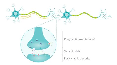 What Happens at The Synapse?