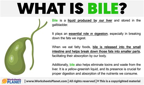 What Is Bile Definition Of Bile