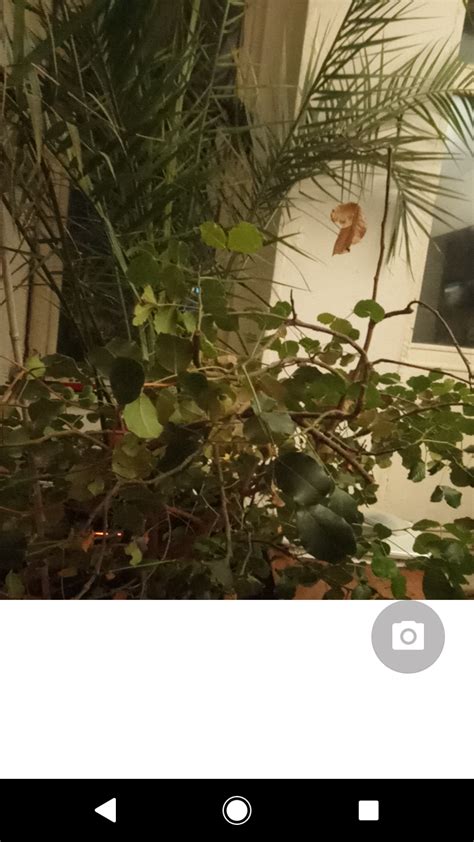 Surfaceview Not Working After Fenix Update Bugs Kodular Community