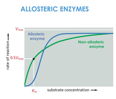 Enzyme Regulation Flashcards Quizlet