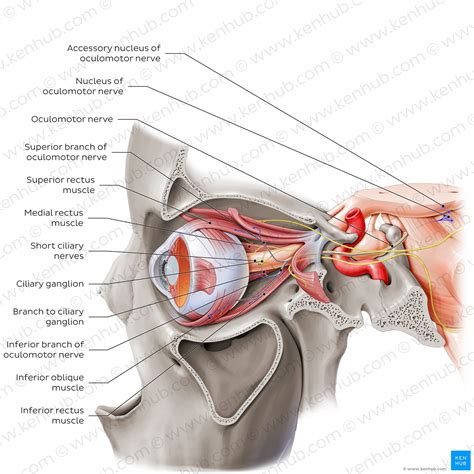 Cranial Nerves Examination Trochlear And Abducens Nerves Kenhub
