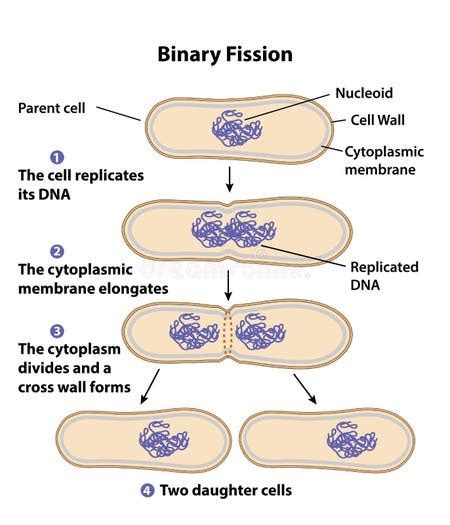 Binary Fission Bacteria Stock Illustrations 68 Binary Fission