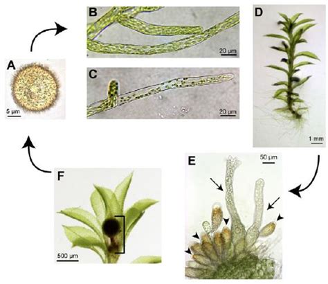 Figure 1 From Isolation Of Temperature Sensitive Mutants In The Moss Physcomitrella Patens And