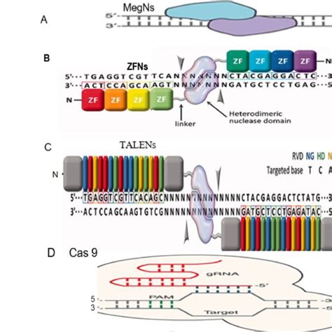 PDF The Genome Editing Revolution Review