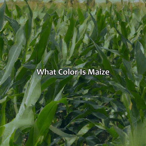 What Color Is Maize