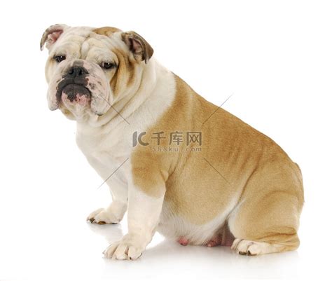 英国斗牛犬高清摄影大图 千库网
