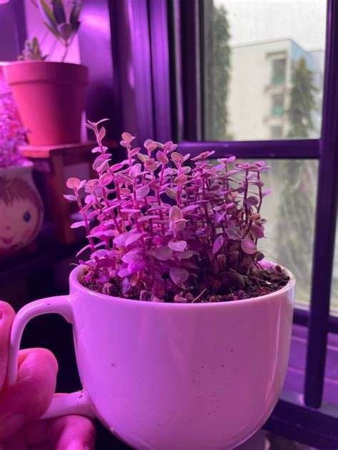 Calisia Repens Furniture And Home Living Gardening Plants And Seeds On