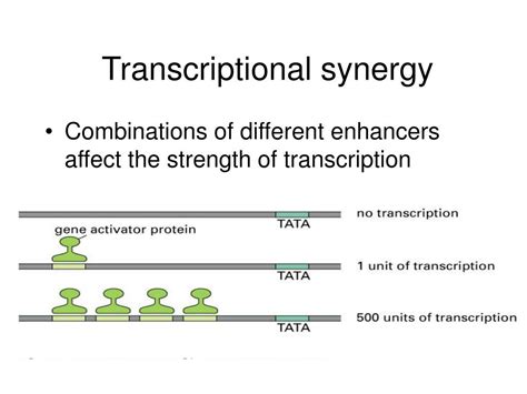 Ppt 32 Gene Regulation In Eukaryotes Powerpoint Presentation Free