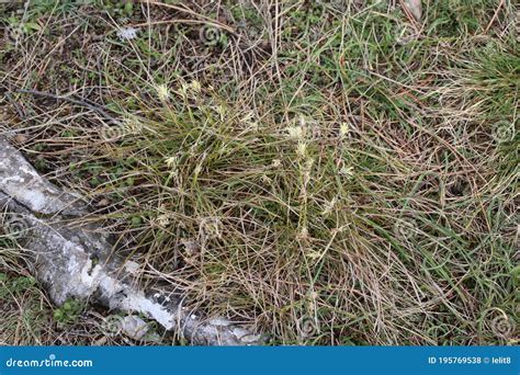 Carex Humilis Also Known As Dwarf Sedge Stock Image Cartoondealer