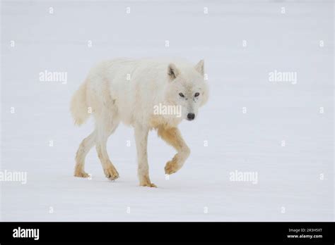 Arctic Wolf Artic Wolves Arctic Wolves Canis Lupus Arctos Wolf