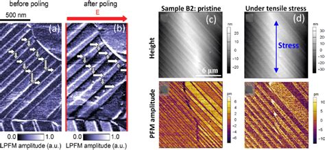 Observation Of Domains Interpreted As Ferroelectric Lateral Pfm