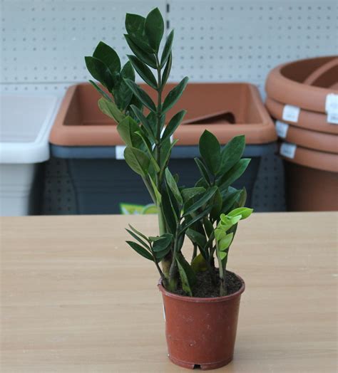 Замиокулькас (Zamioculcas) Купить в Симферополе | Садовый центр Фрея, Крым