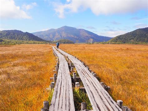 どこまでも続く黄金色の世界 秋の尾瀬ヶ原ハイキング 絶景 美しい風景 ハイキング