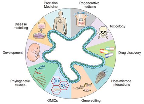 Organoids From Traditional 2d Cell Culture To 3d Culture Models Medchemexpress