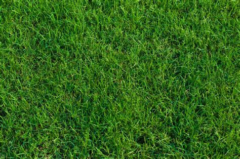 Best Grass For Central South Carolina