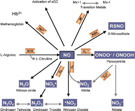 Figure 3 From Role Of Oxidative Stress And Nitric Oxide In