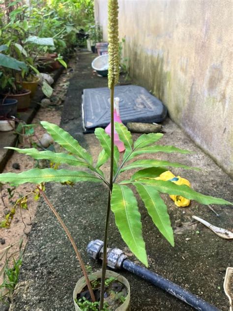 Pokok Tunjuk Langit Lazada