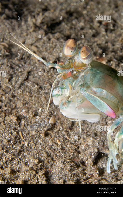 Keel Tail Mantis Shrimp Closeupodontodactylus Cultriferlembeh