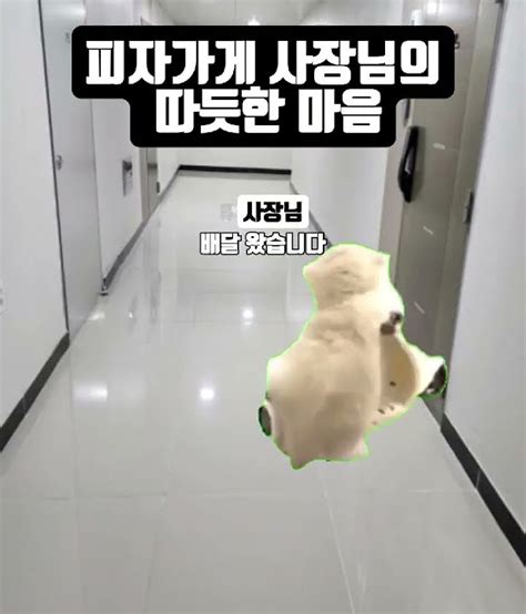 피자가게 사장님 돈쭐내기 해피캣 Cat Funny 고양이 쇼츠 돈쭐 따뜻한마음 선행 초딩제작 Youtube