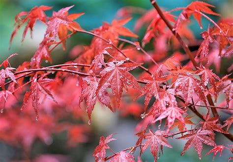 紅葉を楽しむイロハモミジの剪定や育て方と植物の特徴をわかりやすく解説
