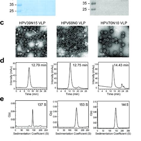Characterization Of H39 68 And H68 39 Chimeric Vlps Wt And Chimeric L1