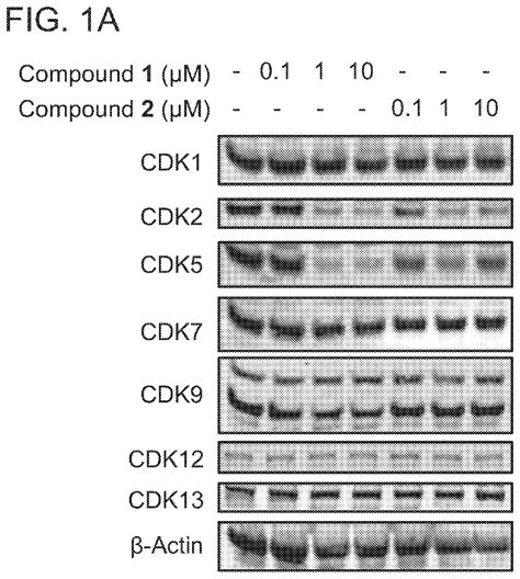 Cdk2 5 Degraders And Uses Thereof Eureka Patsnap