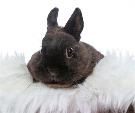 Polish Rabbit Hobby Farms