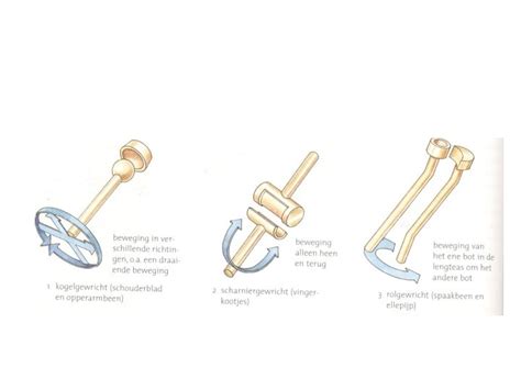 Bewegingsstelsel Anatomie En Fysiologie Leerdoelen Opbouw Bot Verschillende