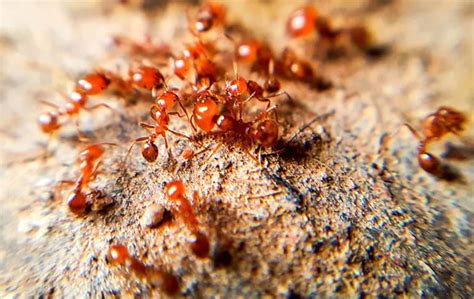 The Two Step Fire Ant Control Method