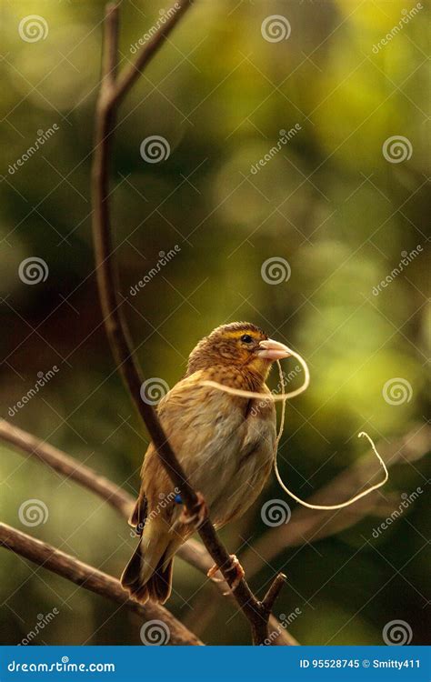 Pin Tailed Whydah Bird Vidua Macroura Stock Image Image Of Feather