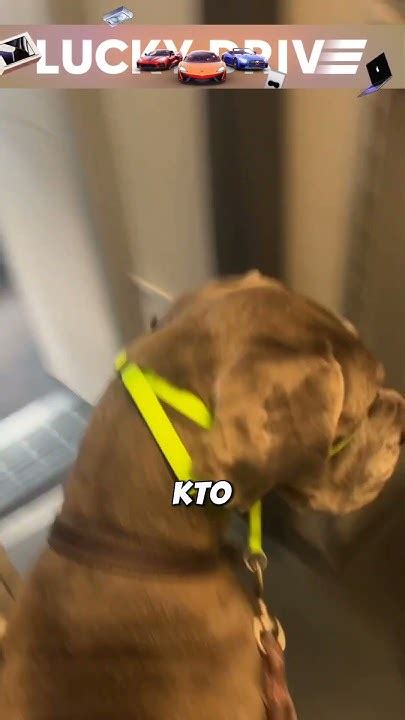 ОГРОМНАЯ собака летит в самолёте ️🐶 животные собака история истории