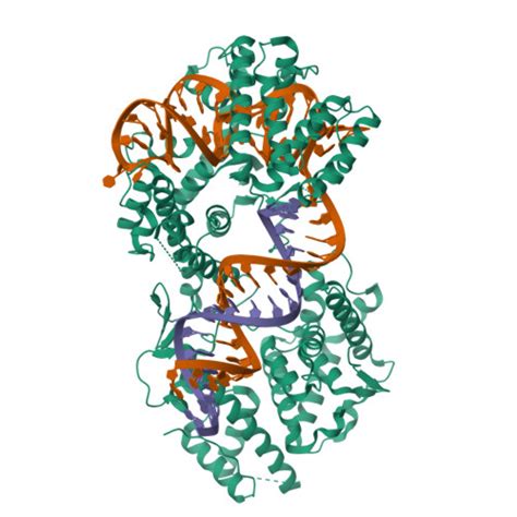 Rcsb Pdb 7vtn Cryo Em Structure Of The Cas13bt3 Crrna Target Rna
