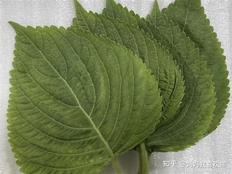 芝麻菜芝麻的叶子芝麻叶 知乎