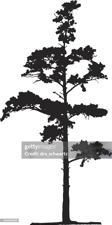 Conifer Tree Vector High Res Vector Graphic Getty Images