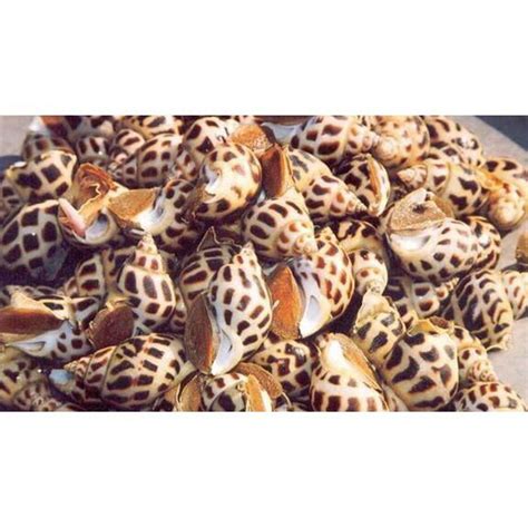 Yocorn Fresh Frozen Top Shellbaigaisweet Snail 50 80gpcs 冰鮮花螺 1kg