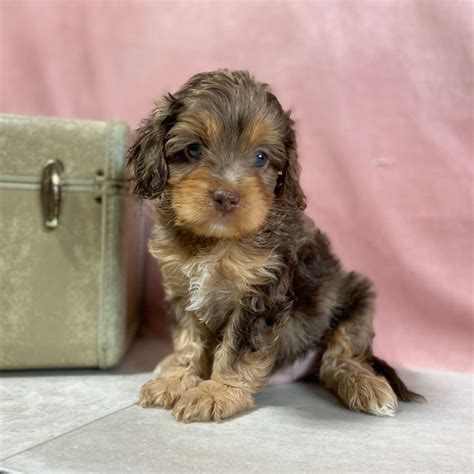 Cavapoo Puppies For Sale In Ohio Millersburg Ohio