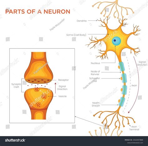 Neuron Consists Cell Body Soma Dendrites Stock Vector Royalty Free 2522457869 Shutterstock