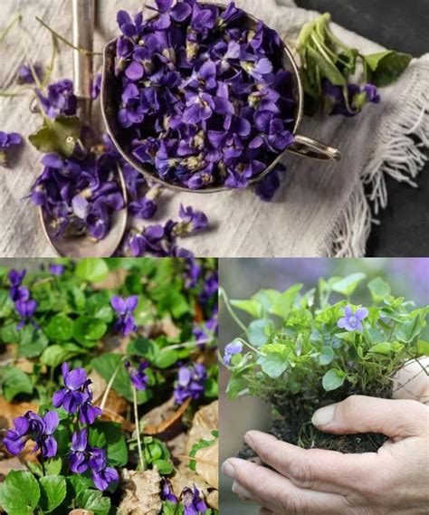 Quand Planter Des Violettes En Pleine Terre Conseils Pour Une