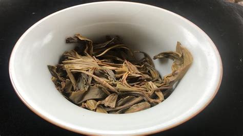 老徐鑒茶第130期颳風寨茶王樹品鑑報告深圳茶友寄 每日頭條