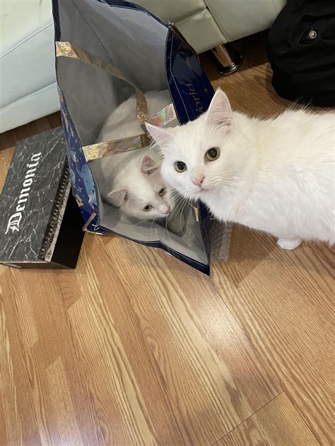 Two Cats Fighting Over The Cat Trap 3 Pic Story Rthecattrapisworking