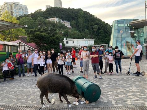 野豬鬧中環！香港漁護署人員到場將其捉走 頭條 香港中通社