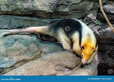 Northern Tamandua It Is Distributed In Central America And