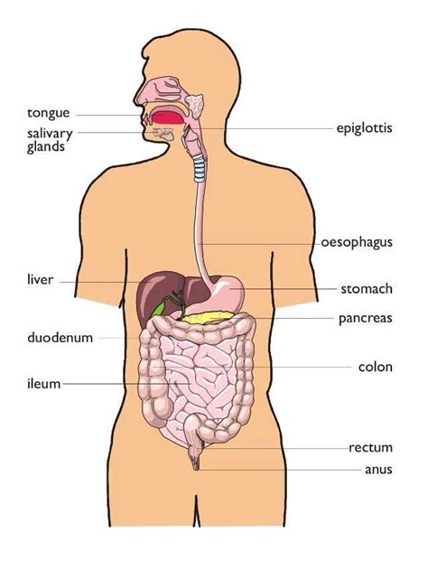 Anatomy Of The Human Alimentary Canal For Class 10